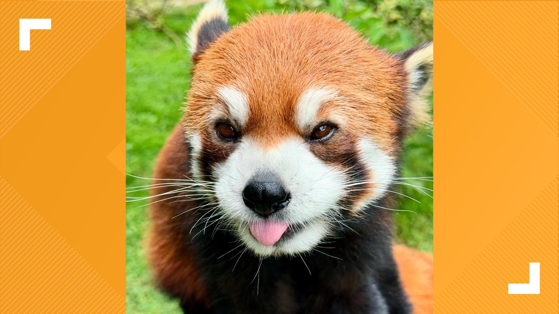 Meet the Greensboro Science Center's new red panda! | wfmynews2.com