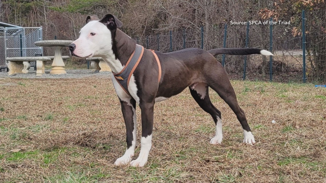 2 The Rescue: Meet Rex | wfmynews2.com