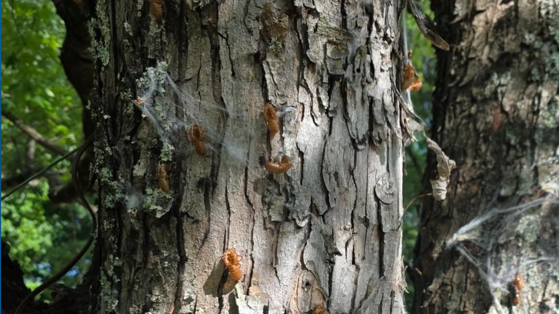 Unexpected Cicada Emergence Across the Piedmont — Hundreds to Thousands ...