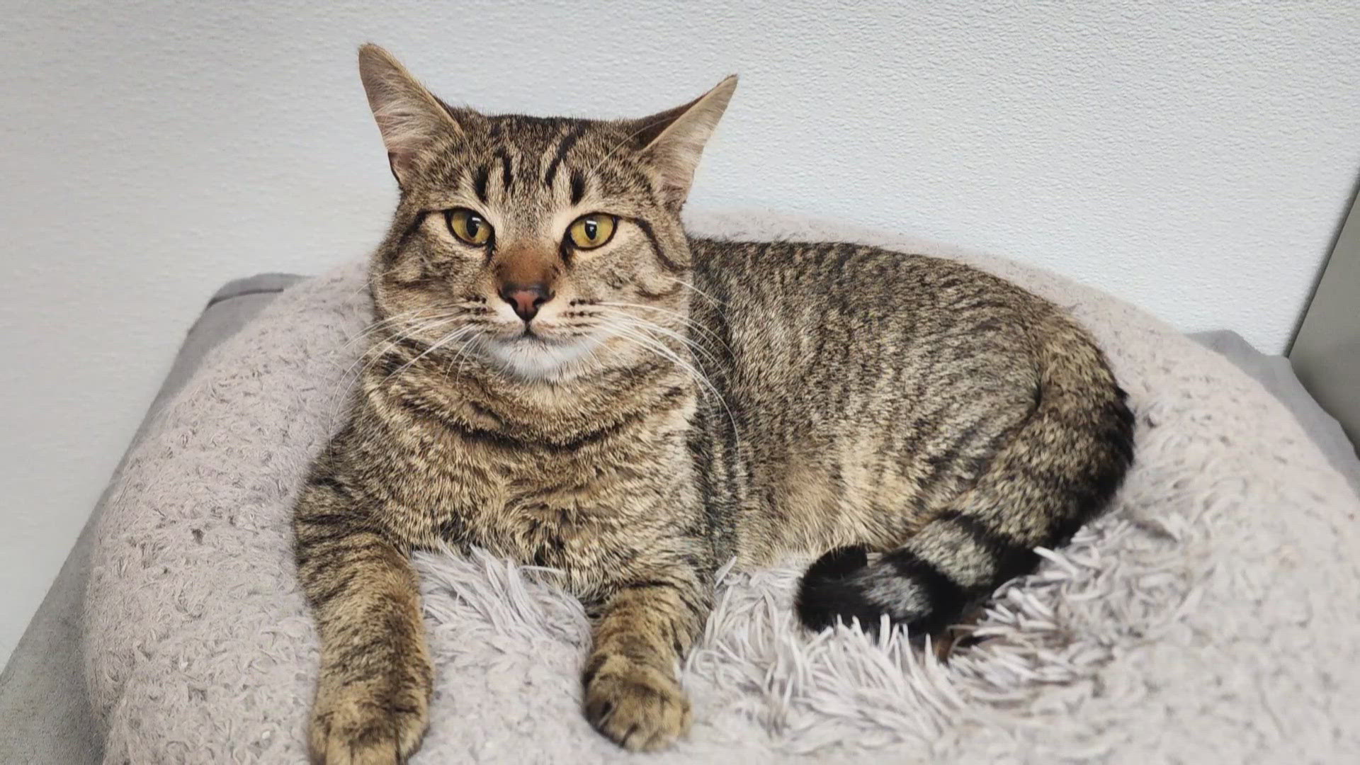 2 The Rescue: Meet Diego | wfmynews2.com