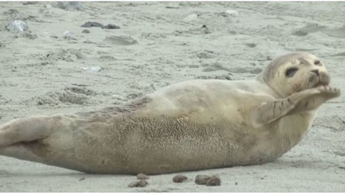 Animal Comes On Shore At Myrtle Beach, Gets 'Seal Of Approval' From ...