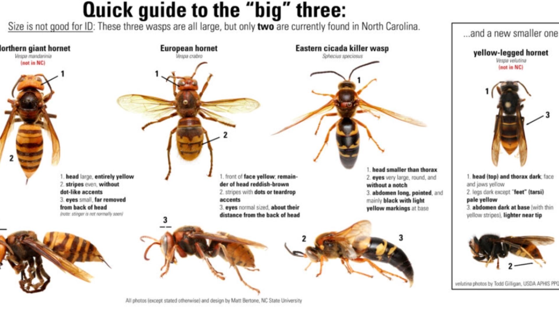 VERIFY: The massive bug you're seeing likely isn't the 'murder hornet ...