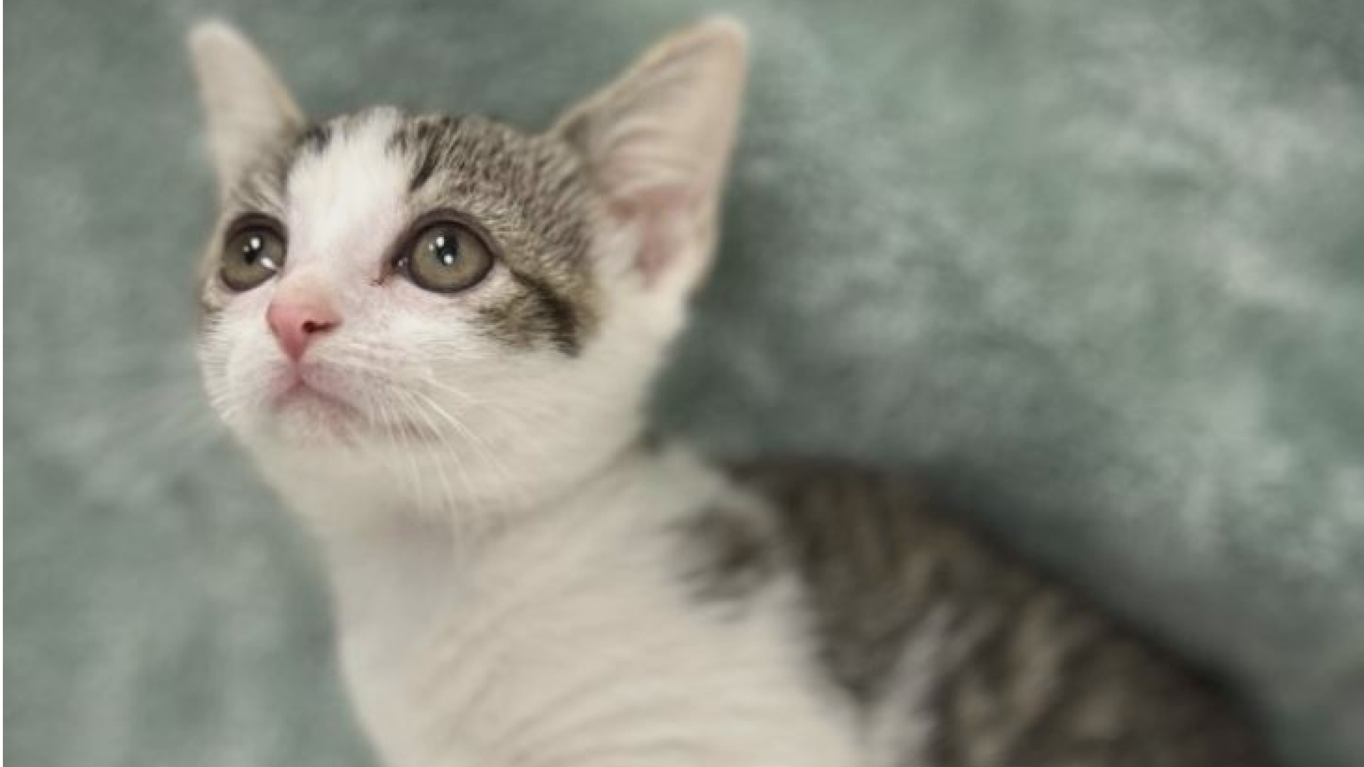 2 The Rescue: Meet Tyler | wfmynews2.com