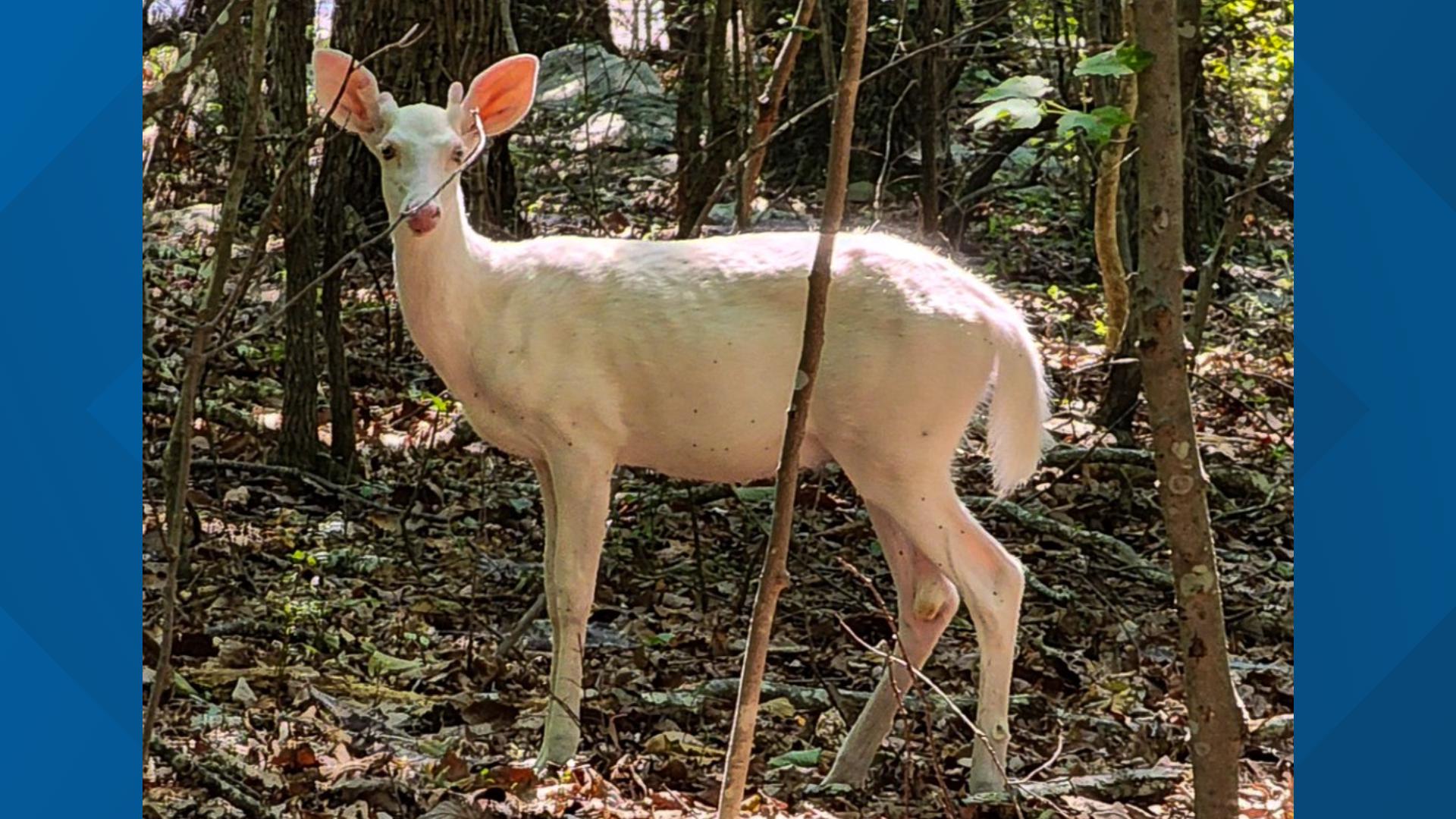All white deer spotted on North Carolina Zoo property | wfmynews2.com