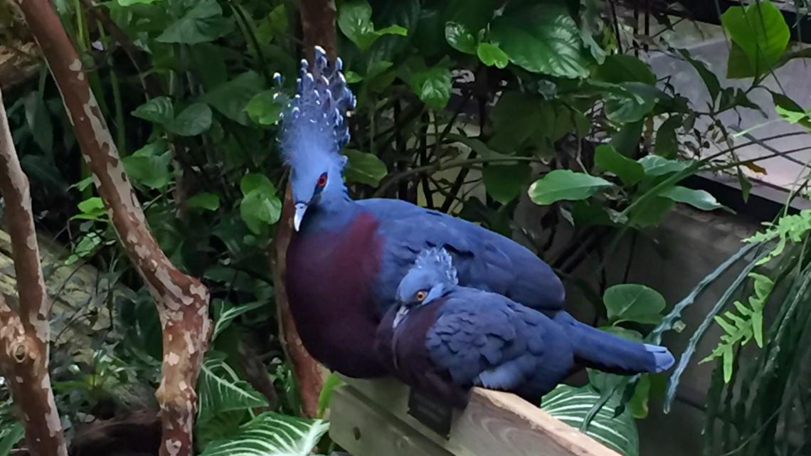 Aviary Habitat permanently closed at NC Zoo | wfmynews2.com