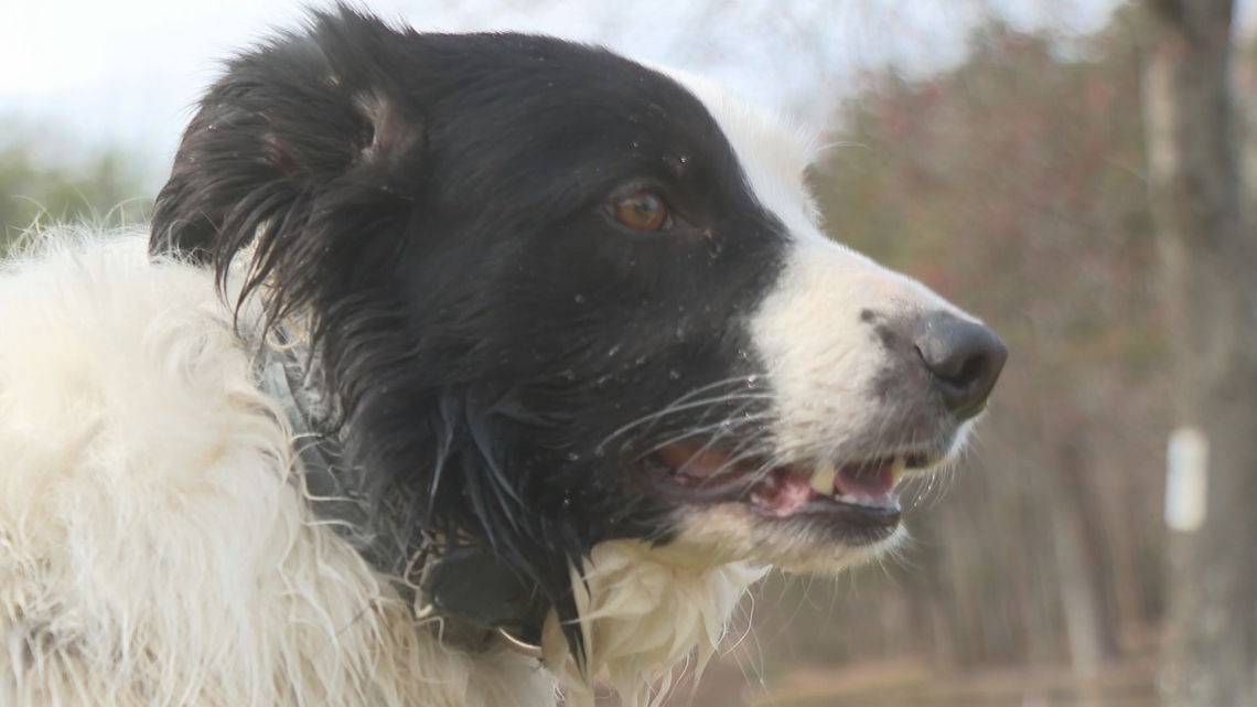 Meet Simba: The border collie keeping Greensboro parks bird flu free ...