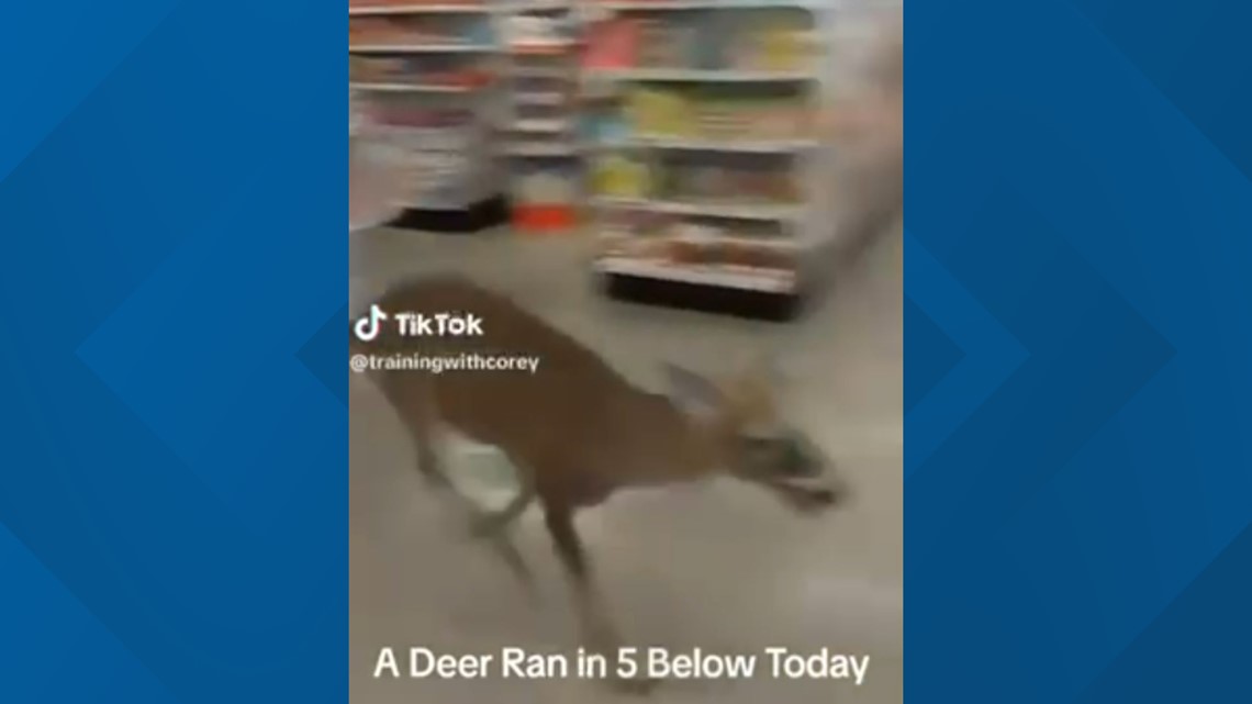 Deer runs through Five Below High Point, North Carolina | wfmynews2.com