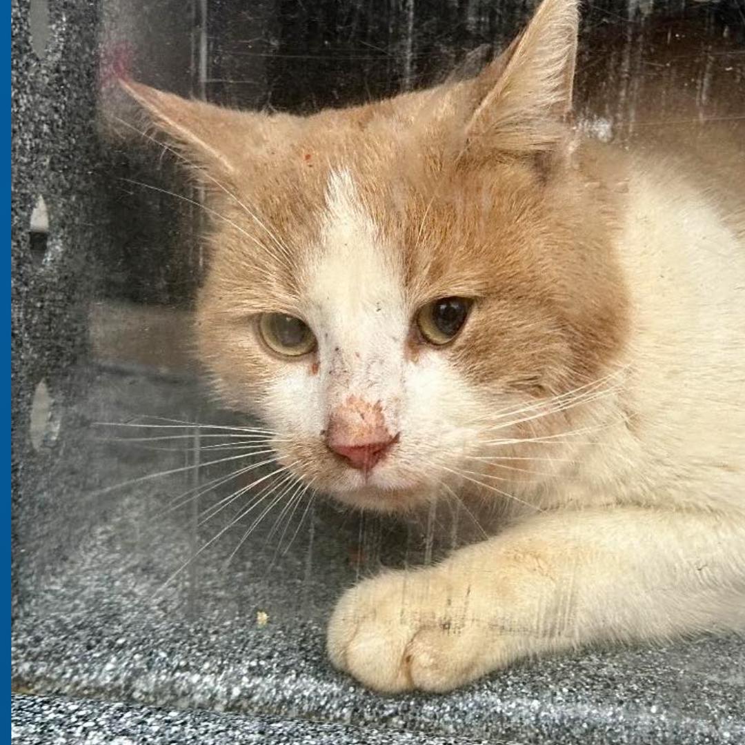 Greensboro firefighters rescue cat on roof with Doritos bag stuck on ...