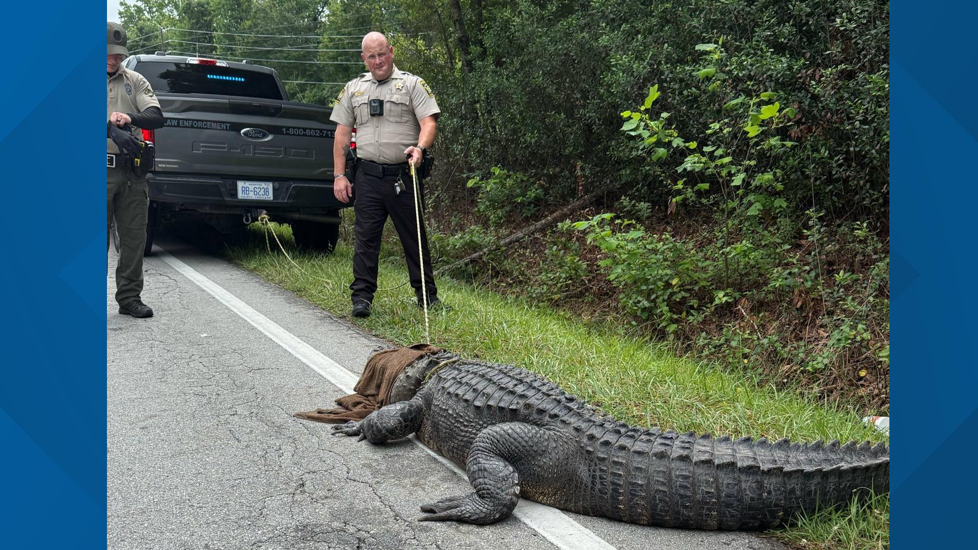 North Carolina deputies wrangle 400 lbs. gator obstructing traffic ...