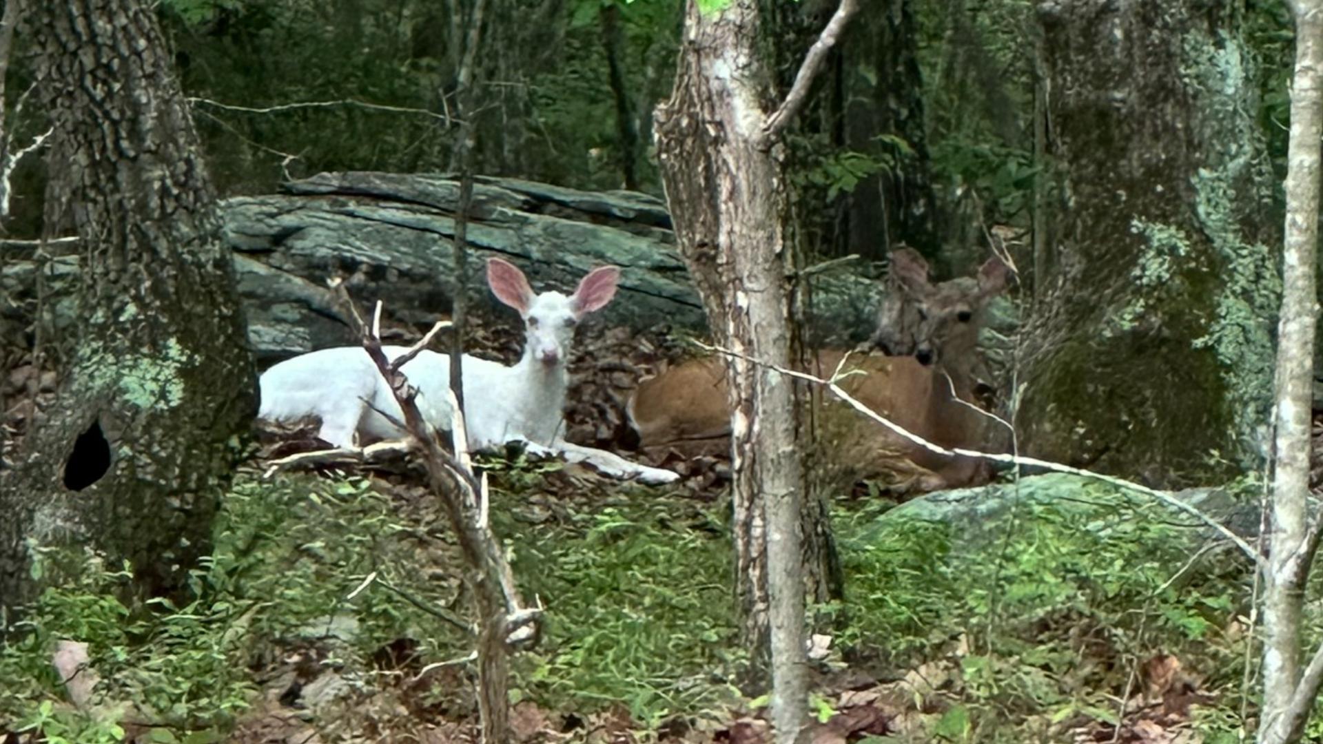 Two all white deer living on North Carolina Zoo property | wfmynews2.com