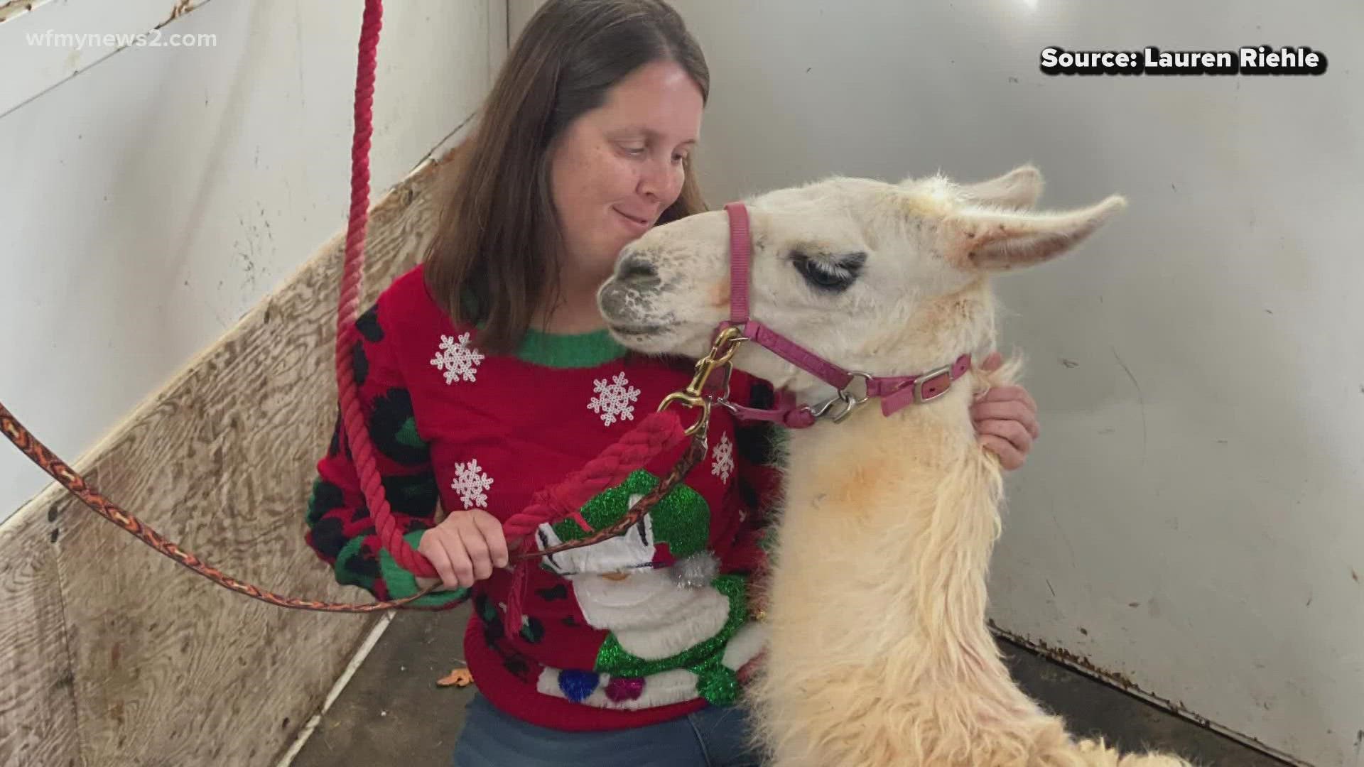 Missing llama reunited at Red Dog Farm in Stokesdale | wfmynews2.com
