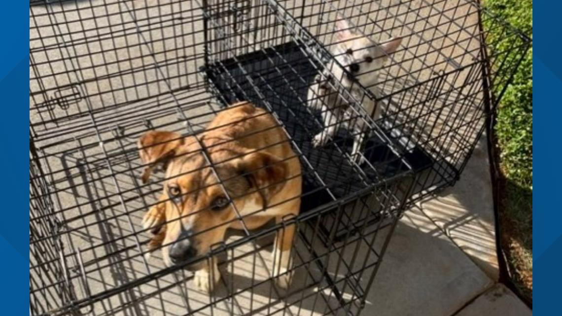 Two dogs left sitting outside animal shelter with a note | wfmynews2.com