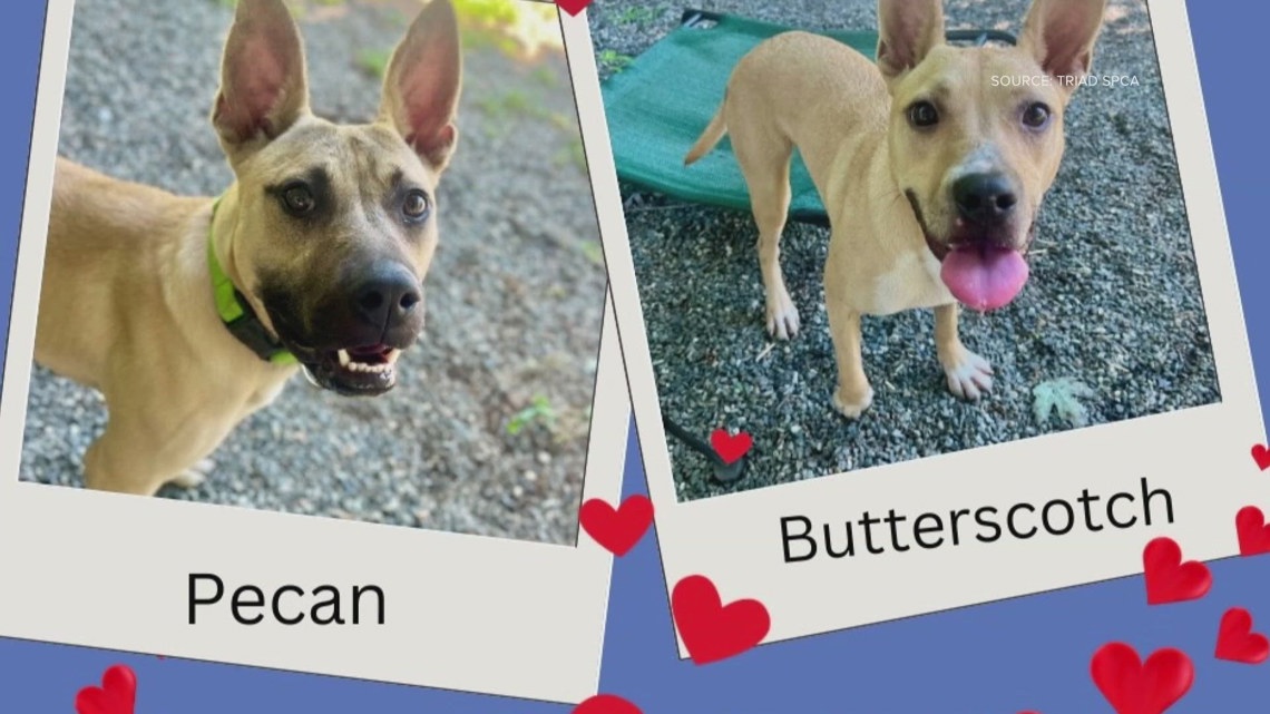 2 The Rescue: Meet Butterscotch and Pecan | wfmynews2.com