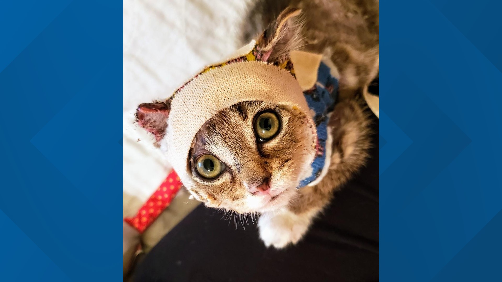 Kitten with chemical burns recovering with help from foster mom ...