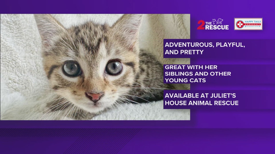 2 The Rescue: Meet Bo Peep | wfmynews2.com