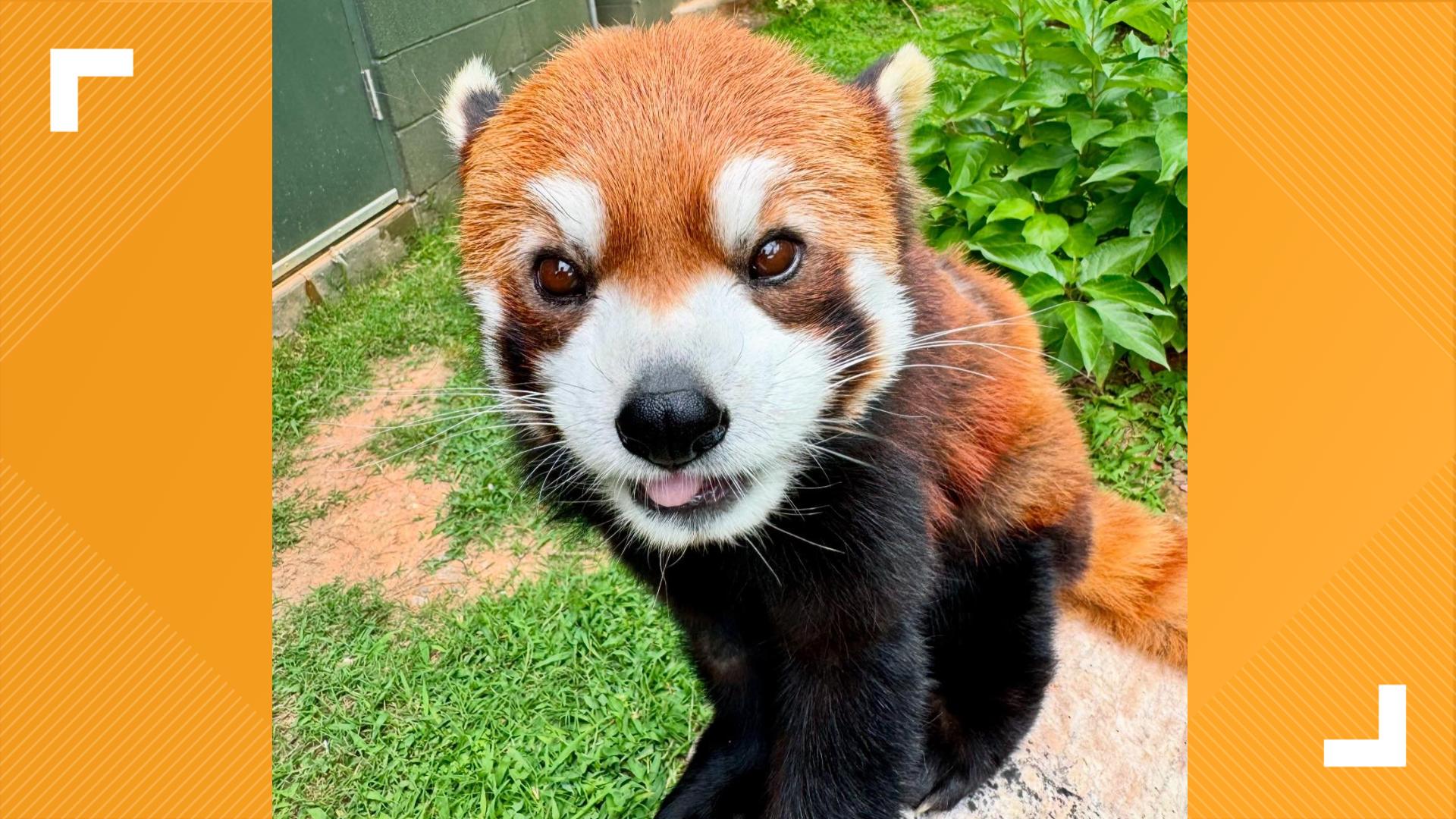 Meet the Greensboro Science Center's new red panda! | wfmynews2.com
