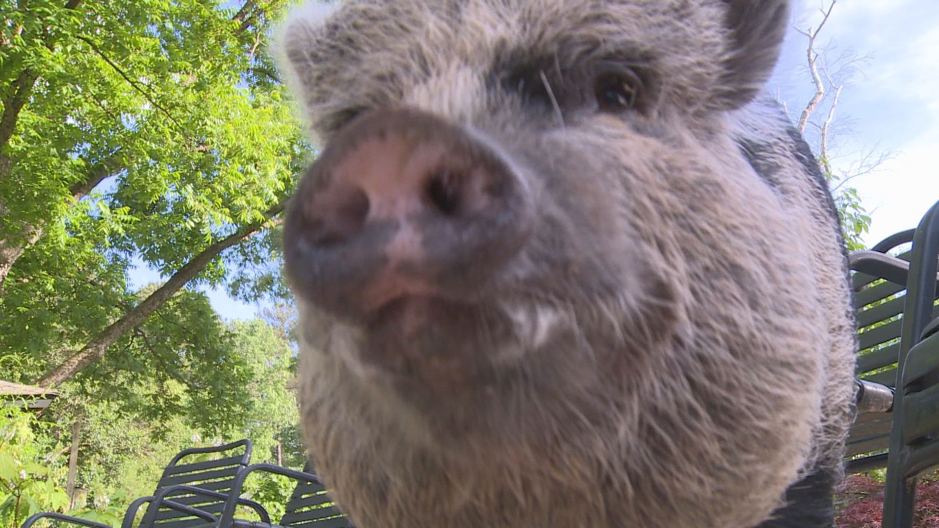 Oink! Oink! 'Hamilton The Pig' Has A Winning Reputation Bringing Good ...