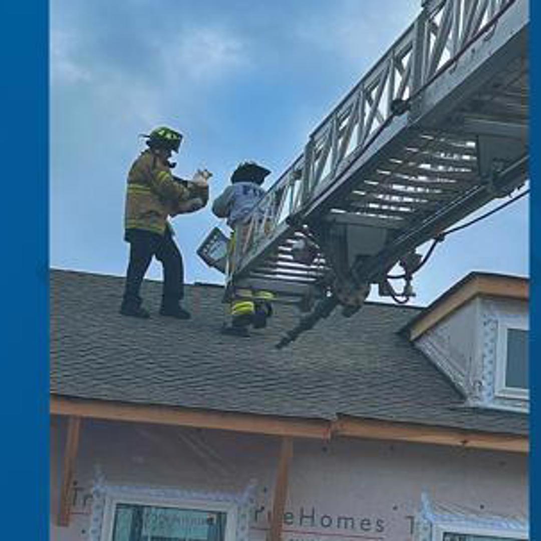 Greensboro firefighters rescue cat on roof with Doritos bag stuck on ...
