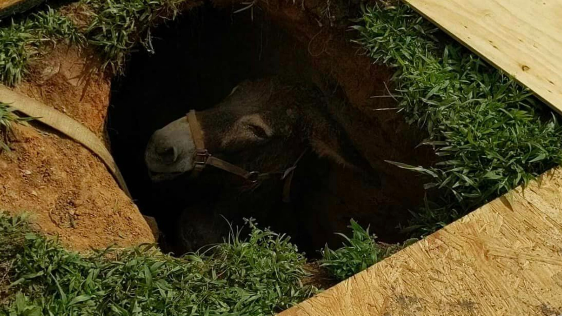 Wake Forest firefighters rescue a donkey from a sinkhole | wfmynews2.com