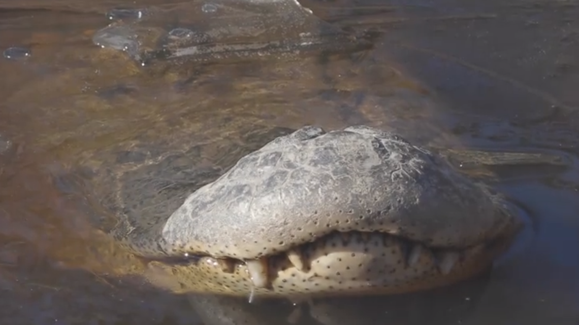 NC Alligators In Swamp Freeze In Place With Noses Above Ice | wfmynews2.com