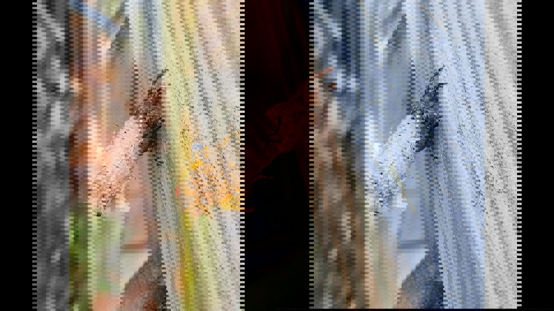 The cicada invasion isn't over yet. The next phase is strange ...