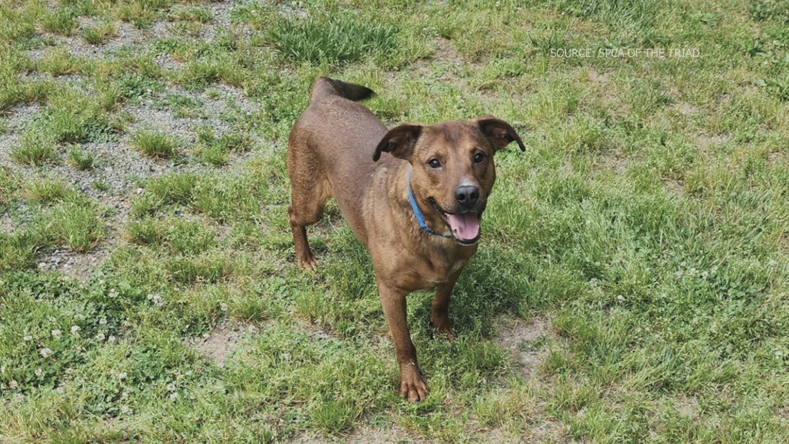 2 The Rescue: Meet Bucky | wfmynews2.com