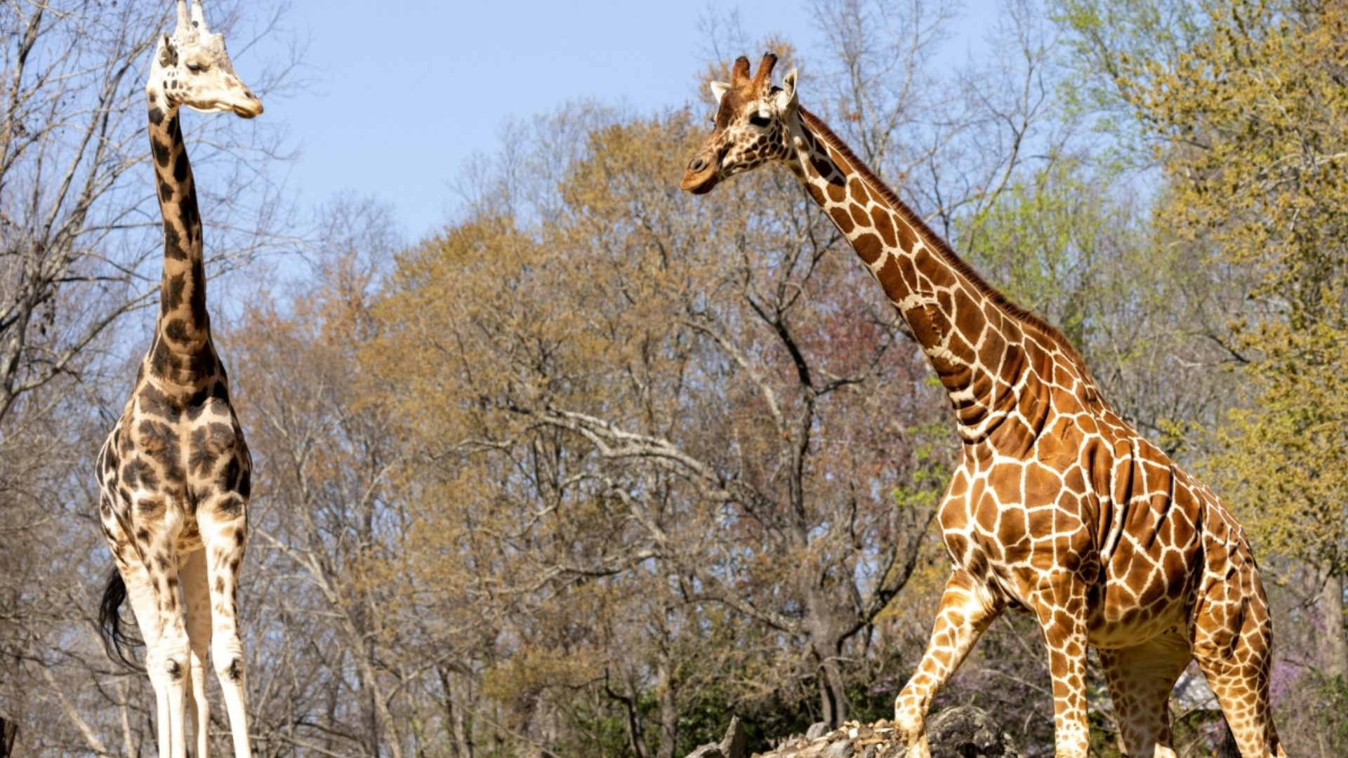 North Carolina Zoo expecting new giraffe | wfmynews2.com