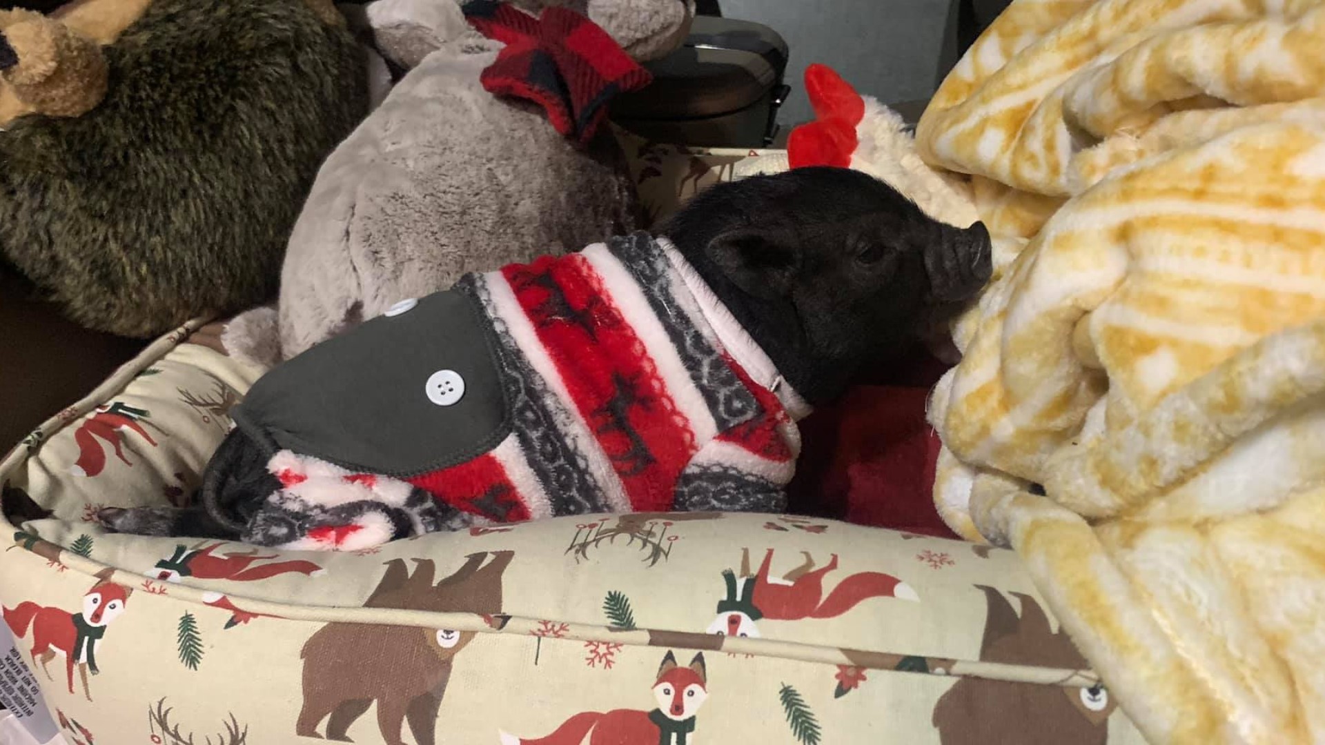 Pig with deformed legs gets second chance on Refuge Farm in NC ...