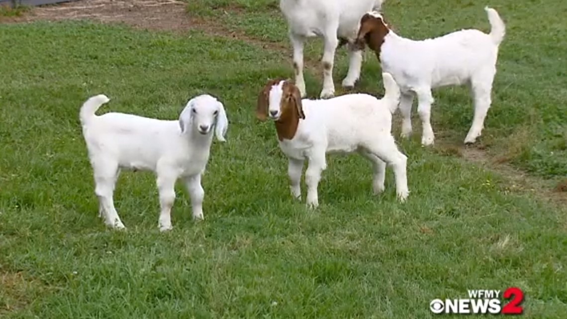 Greensboro High School teams up with goats for learning | wfmynews2.com