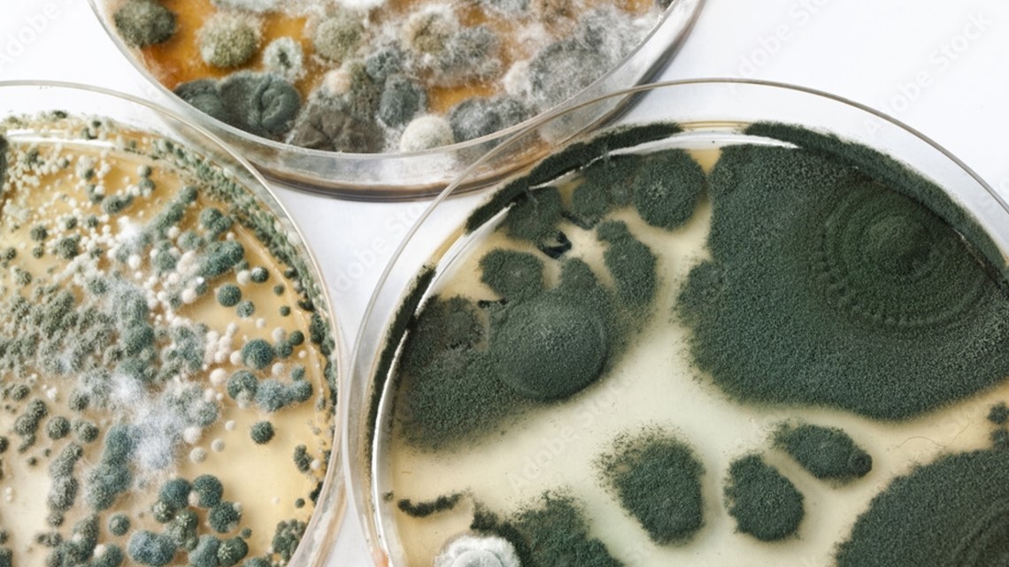 Toxic mold v. non-toxic mold | wfmynews2.com