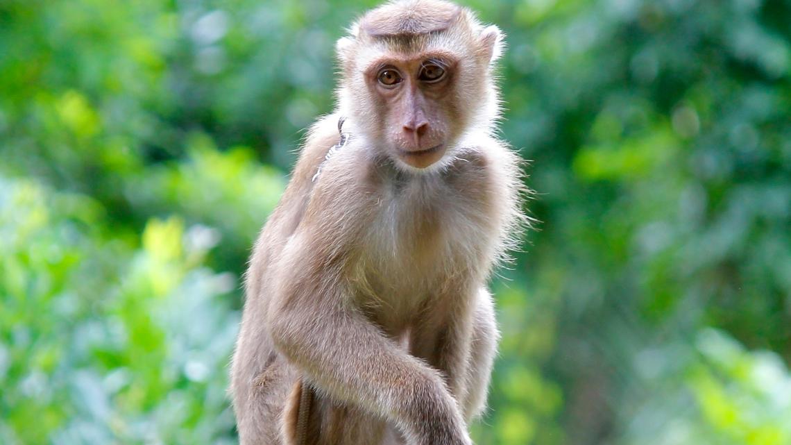 2 more monkeys returned to South Carolina medical research lab | wfmynews2.com