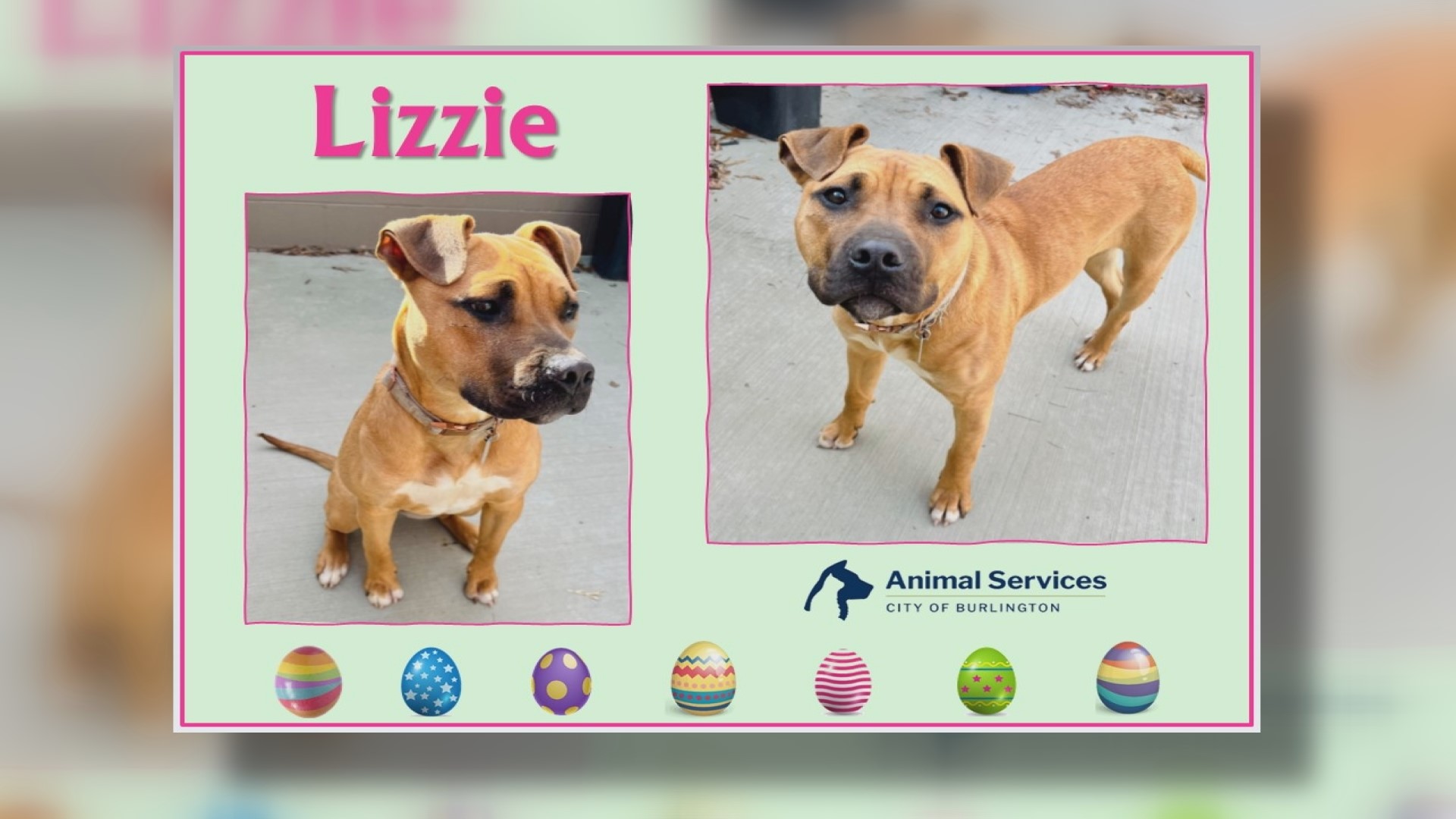 2 The Rescue: Meet Lizzie | wfmynews2.com