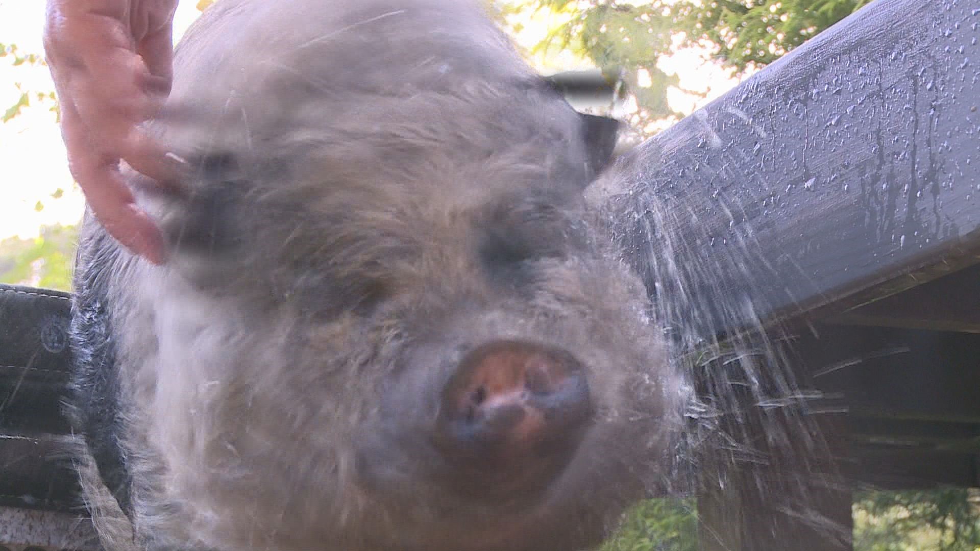 Oink! Oink! 'Hamilton The Pig' Has A Winning Reputation Bringing Good ...