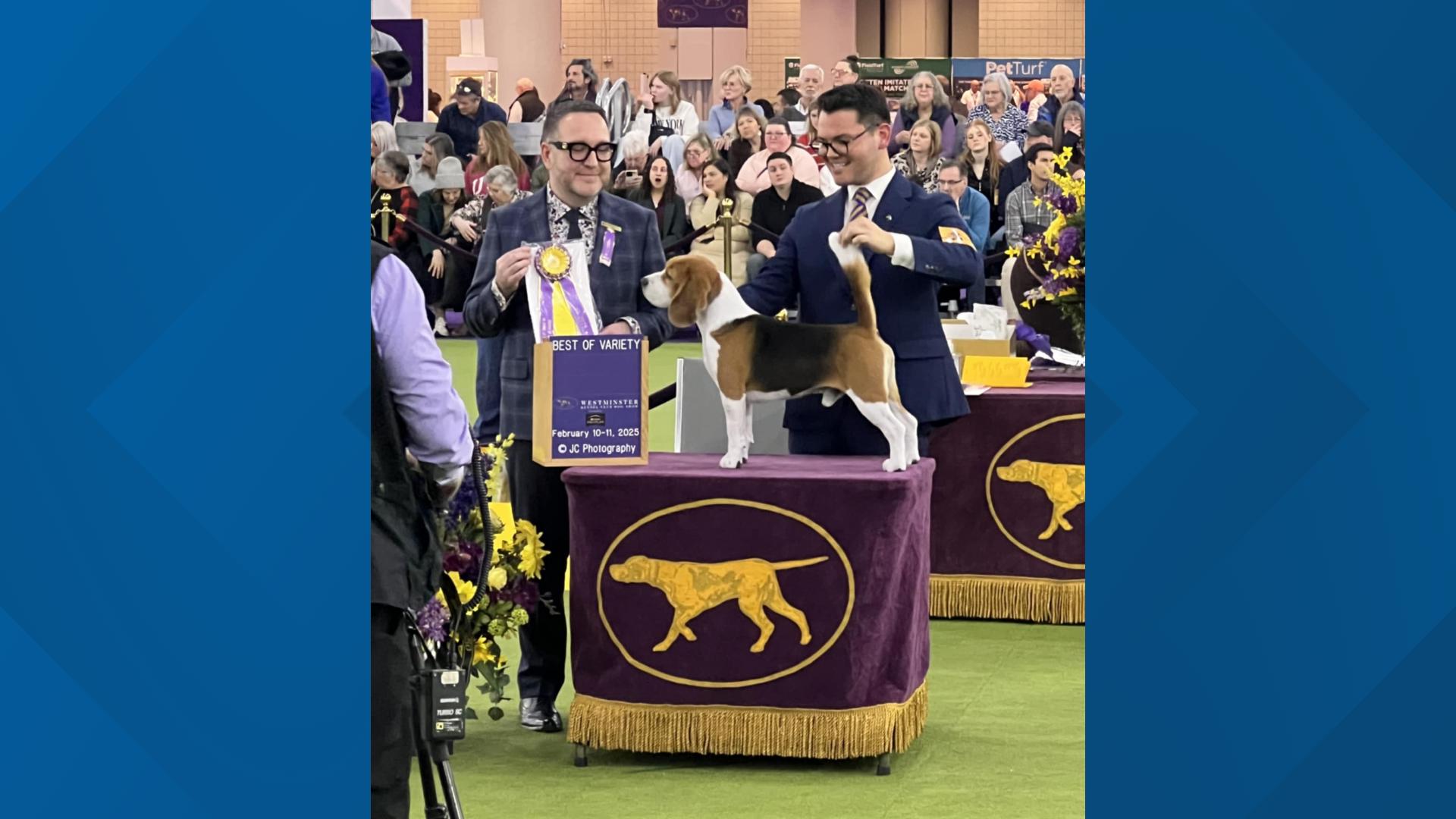 Lexington dog wins 'Best of Breed' at Westminster Dog Show | wfmynews2.com