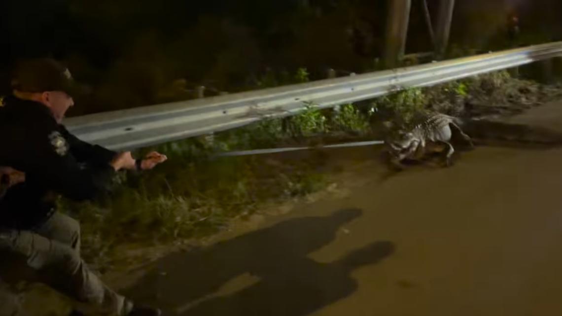 Deputies rescue same gator on Highway 17, not once but twice ...