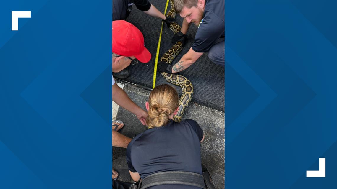 GPD 'arrests' python for preventing driver from getting in car ...