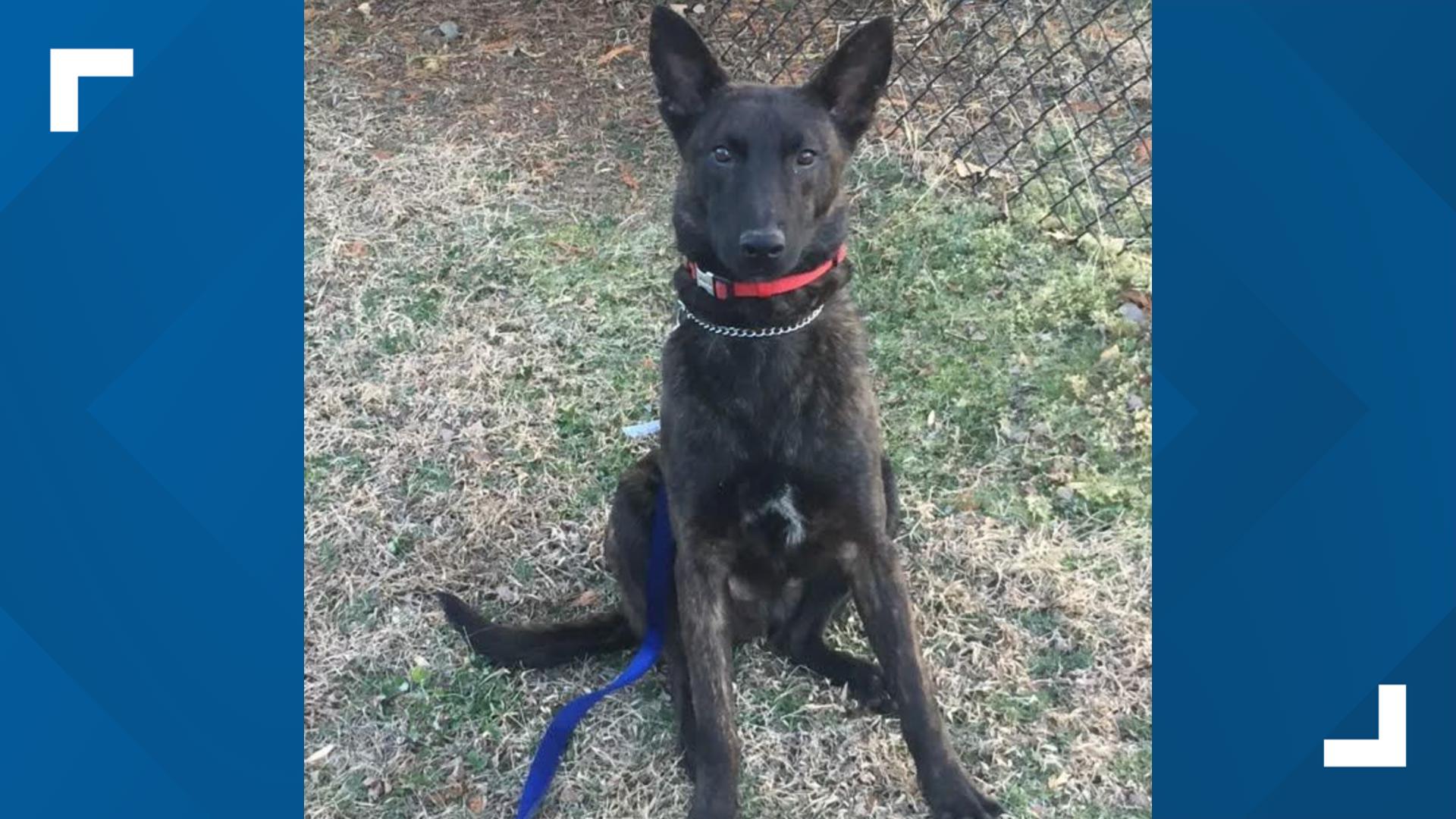Graham police K9 Shadow dies after two years of service | wfmynews2.com