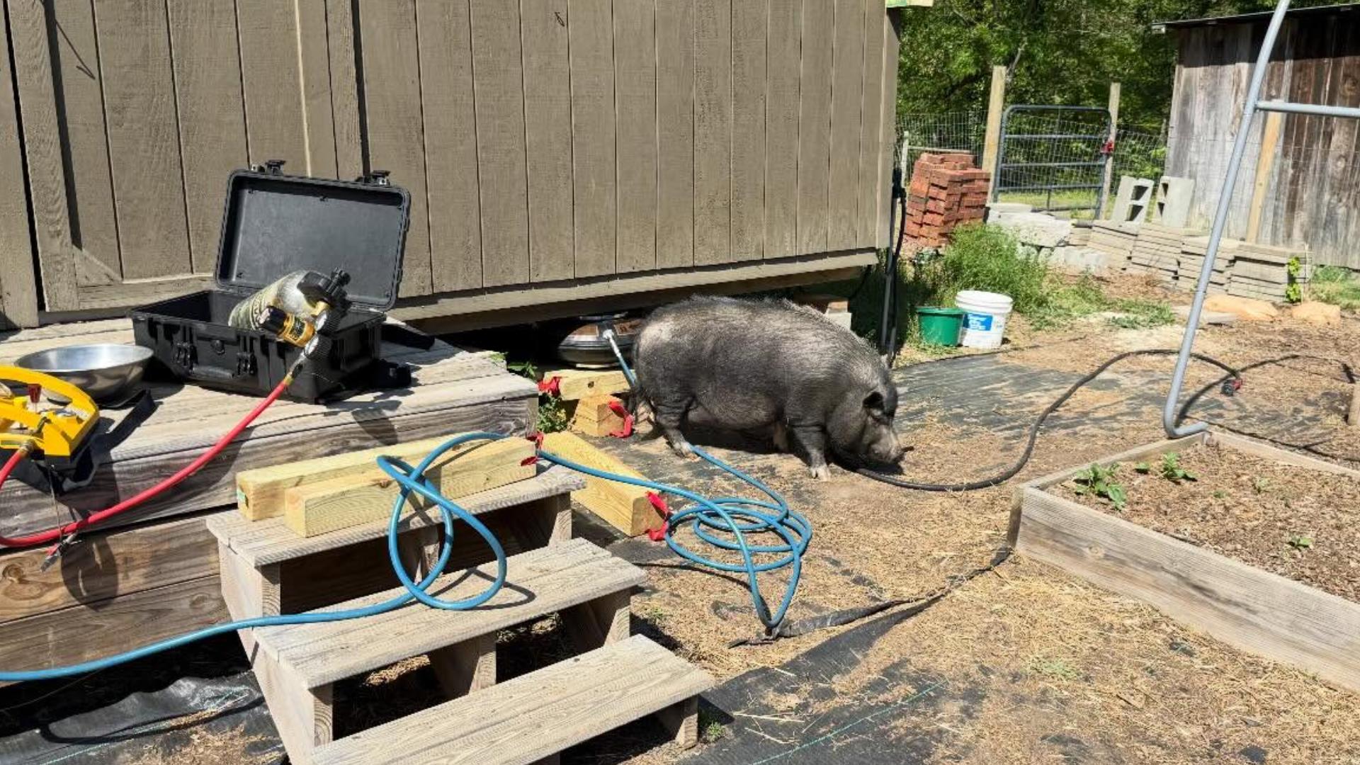 Firefighters rescue pot-bellied pig trapped beneath storage building ...