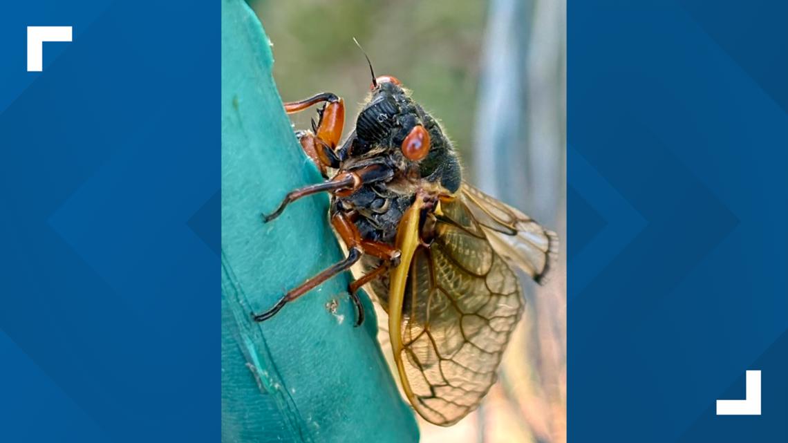 Unexpected Cicada Emergence Across the Piedmont — Hundreds to Thousands ...