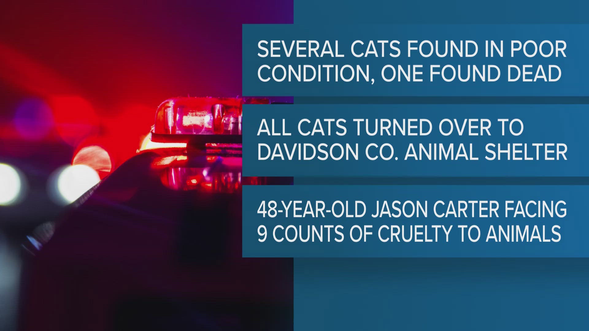 Man arrested after dead cat, other neglected cats found at Lexington ...