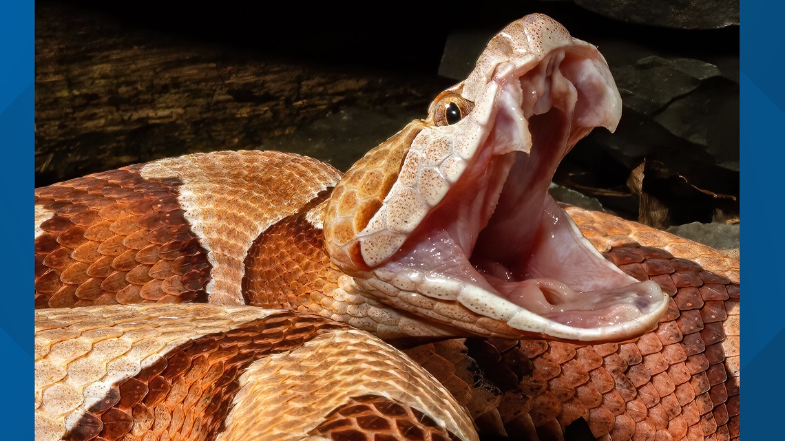 Guest bitten by copperhead snake at NC Zoo | wfmynews2.com