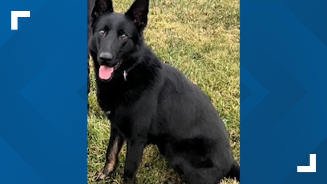 Guilford County mourns K9 officer who died of illness | wfmynews2.com