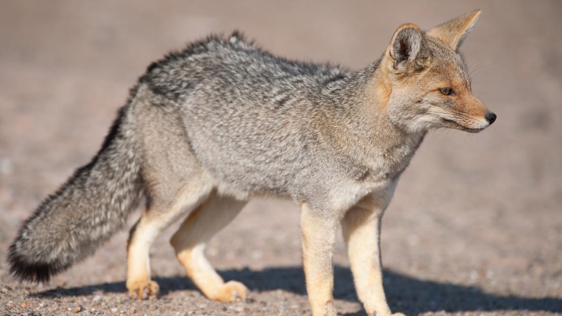 Rabid fox bites 2 people in North Wilkesboro | wfmynews2.com
