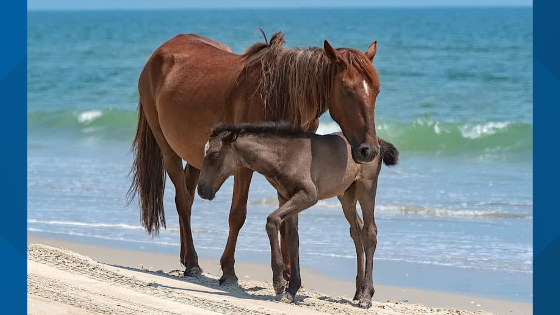 Corolla wild horse hit by car, euthanized | wfmynews2.com