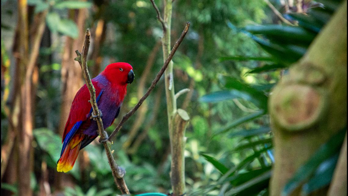 NC Zoo closes Aviary Habitat for good | wfmynews2.com