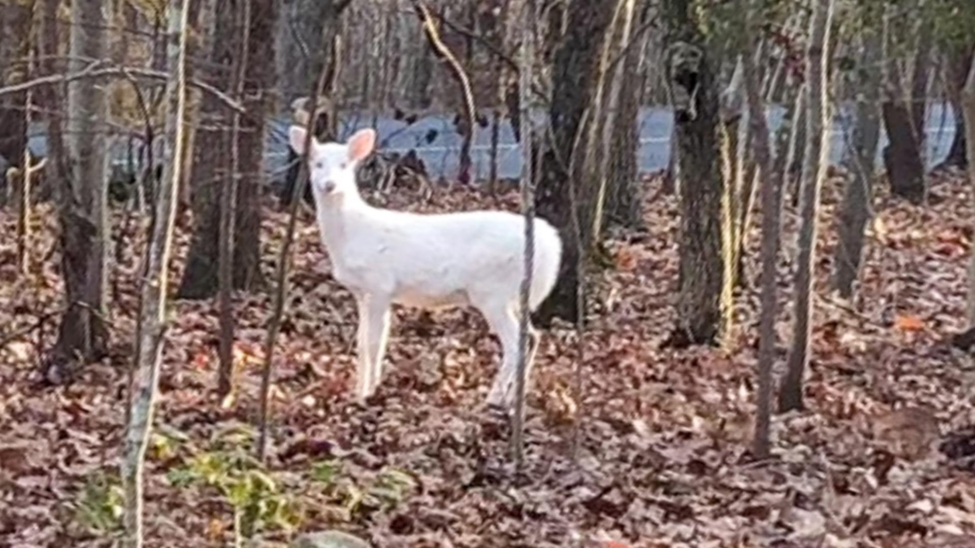 Two all white deer living on North Carolina Zoo property | wfmynews2.com