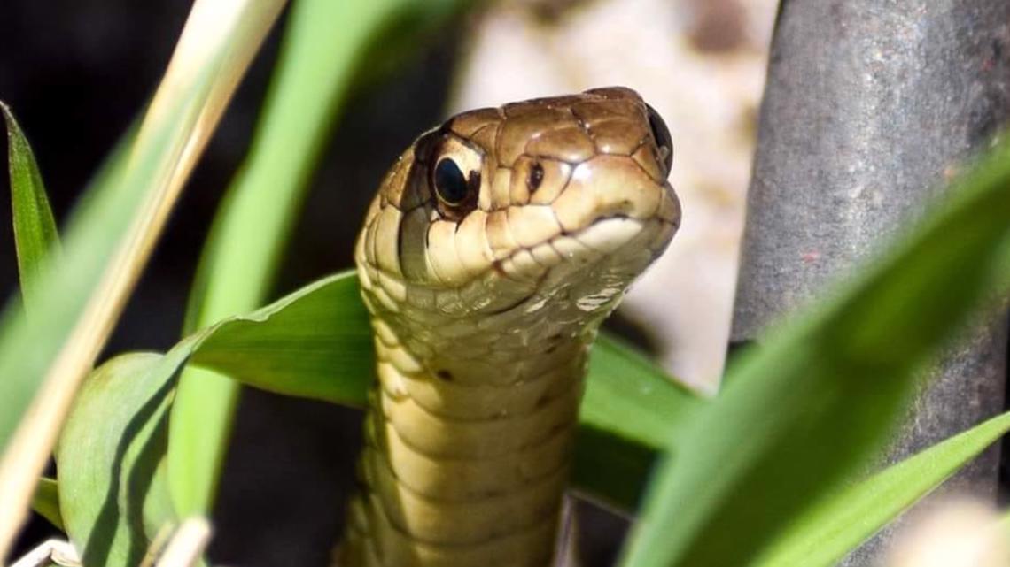 Seeing more snakes? Here's why and what to know | wfmynews2.com