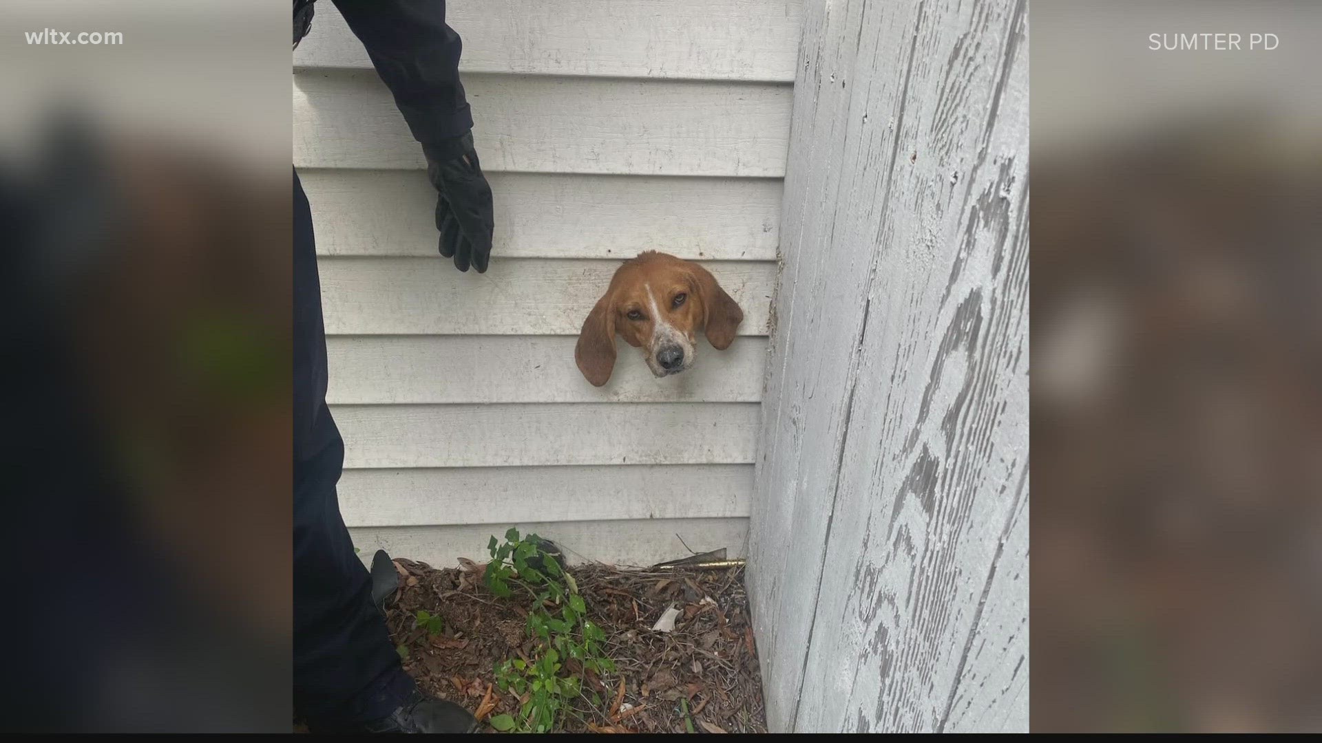 South Carolina police, firefighters rescue dog from dryer vent ...