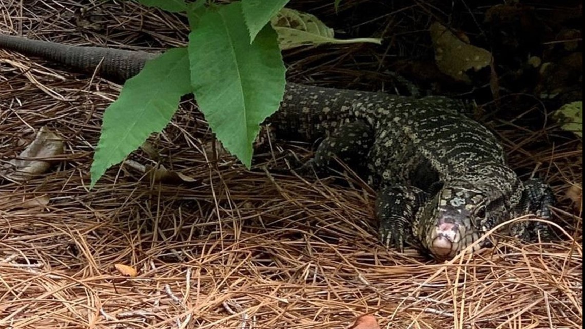 Eight more sightings of Tegu lizard in South Carolina | wfmynews2.com