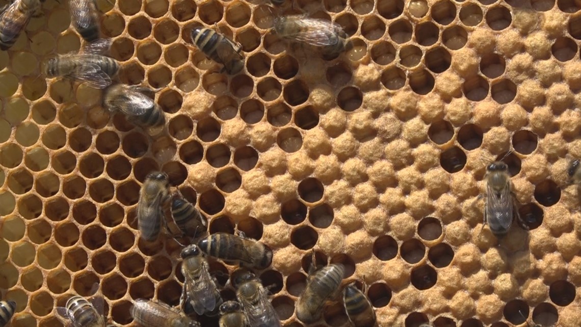 Steps to help bees on Earth Day | wfmynews2.com